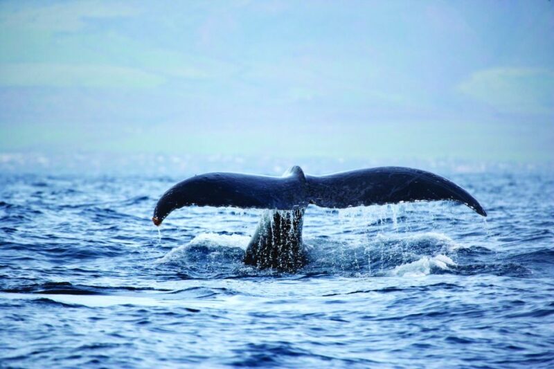 Honokohau: Kona Snorkel and Sail with Drinks and Snacks - FAQ