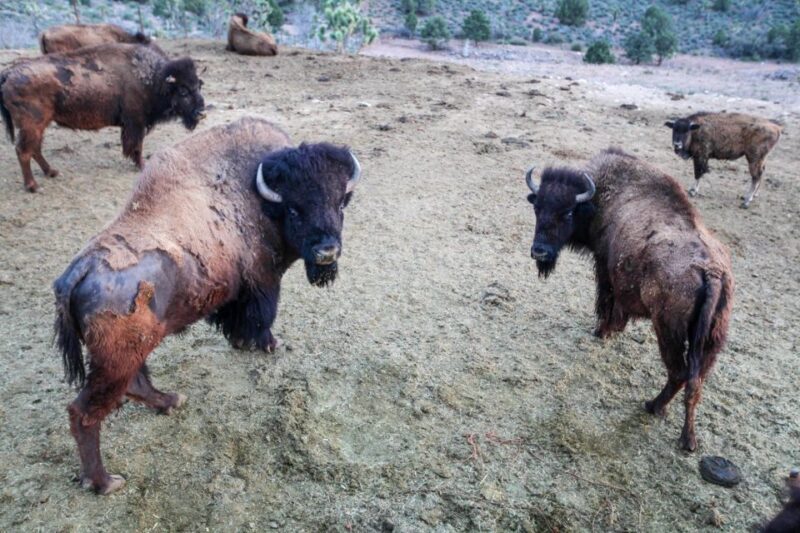 Horseback Ride thru Joshua Tree Forest with Buffalo & Lunch - Scenic Views and Wildlife Encounters