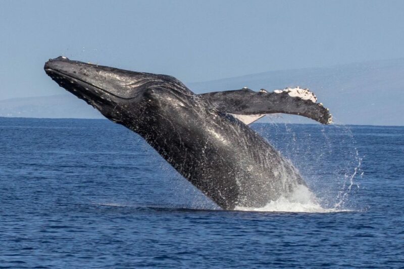 Kaanapali: Whale Watching Cruise with Open Bar - Final Thoughts: Is It Worth It?