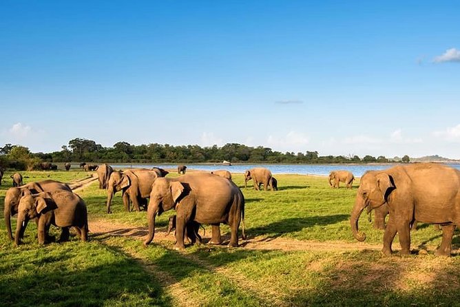 Kandy - Minneriya National park & Sigiriya Rock Fortress - Private Transport - FAQ