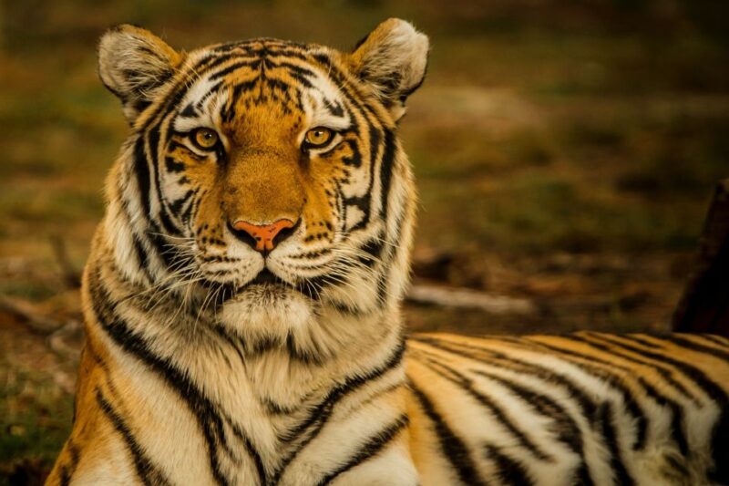 Kathmandu: 3-Day Wildlife, Culture and Jungle Safari Tour - Who Will Love This Tour?
