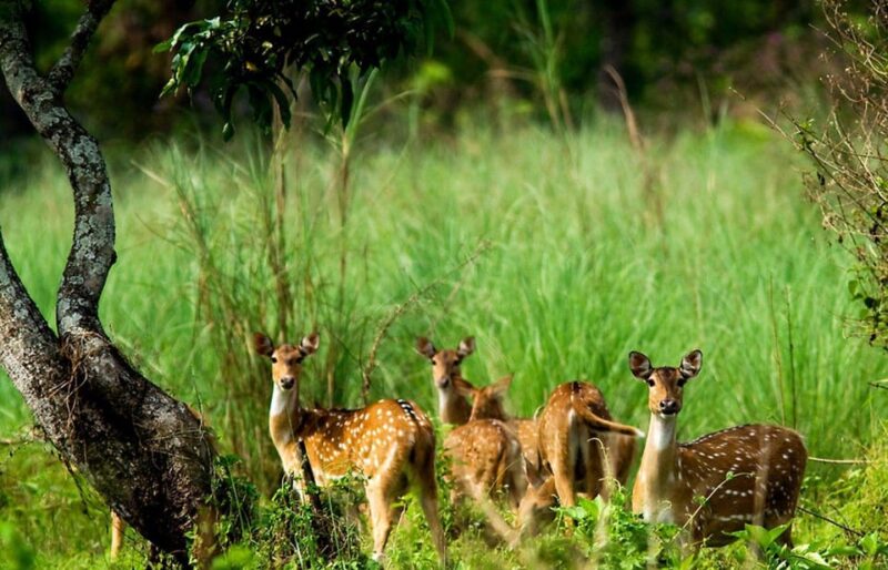 Kathmandu: 3 Days Luxury Chitwan Tour with flights - Practical Tips for Travelers
