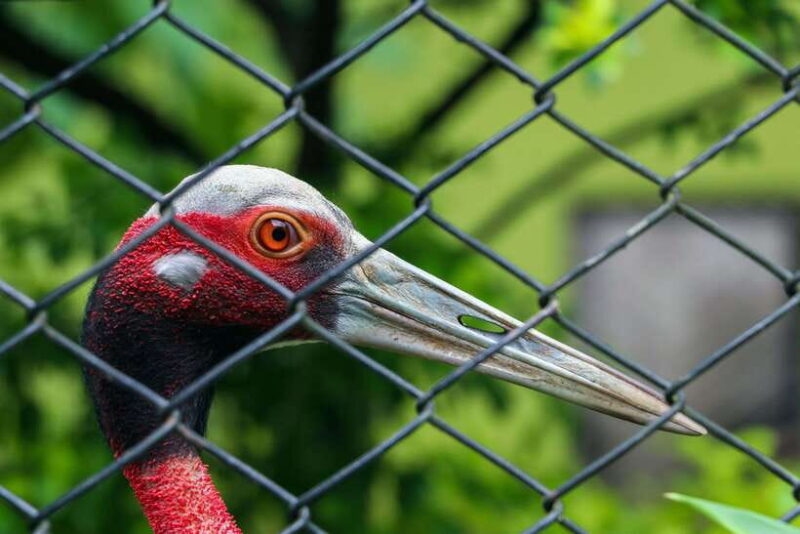 Kathmandu: Central Zoo Tour - Final Notes: Practical Tips