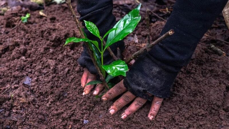 Kathmandu: Hike JamaChwok & Tree Planting for carbon neutral - Practical Details and Value