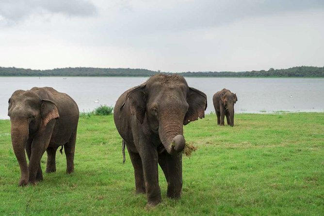 Kaudulla National Park Shared Safari - Final Thoughts