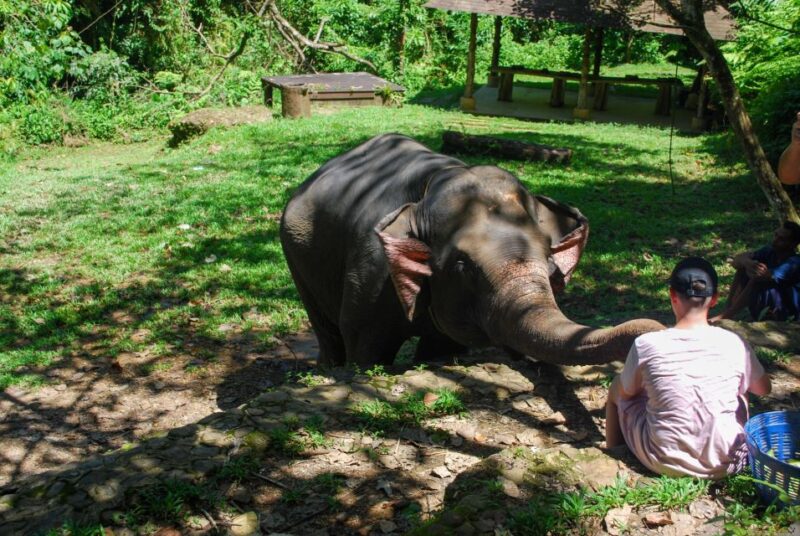 Khao Sok: Ethical Elephant Sanctuary Experience - The Sum Up