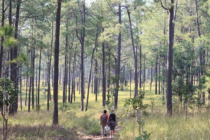 Kirirom National Park Private Day Tour from Phnom Penh - Real Experiences and Feedback