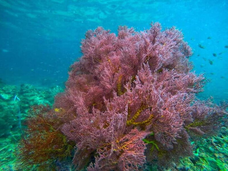 Koh Lanta: 4 Islands and Emerald Cave Snorkeling Trip - Final Thoughts: Who Will Love This Tour?