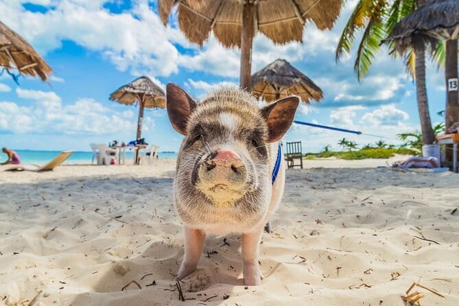 Koh Samui Island Hopping Adventure in Coral and Pig Island - FAQ