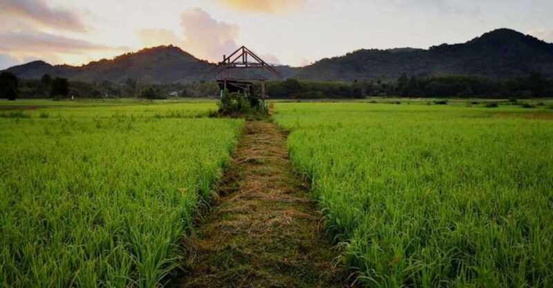 Koh Yao Noi: The Local Way of Life Eco Half-Day Tour - What Travelers Are Saying