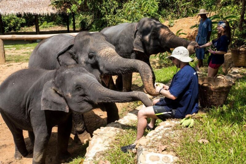 Krabi: Ethical Elephant Sanctuary Experience - Who Will Love This Tour?