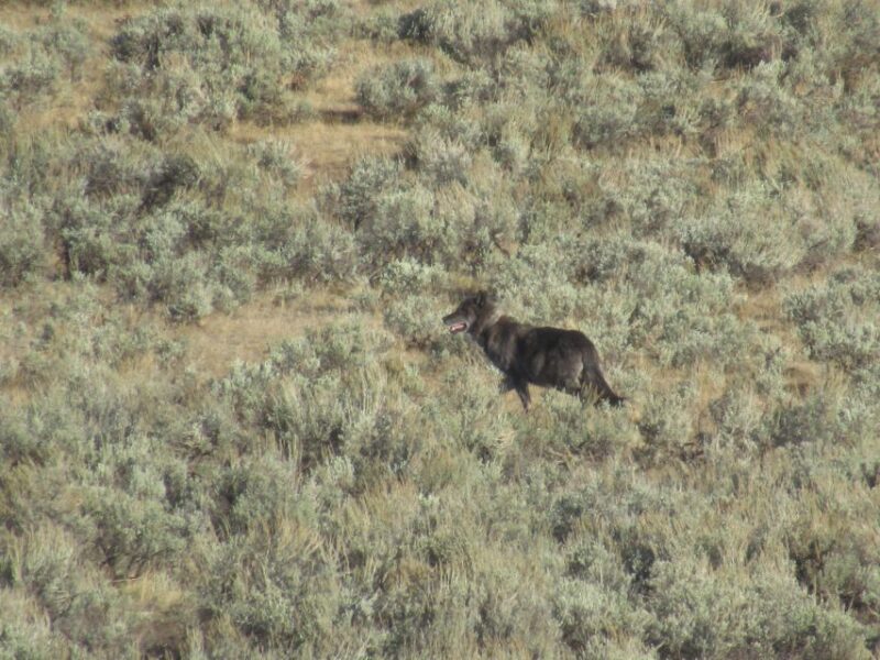 Lamar Valley: Safari Hiking Tour with Lunch - Value and Practical Considerations