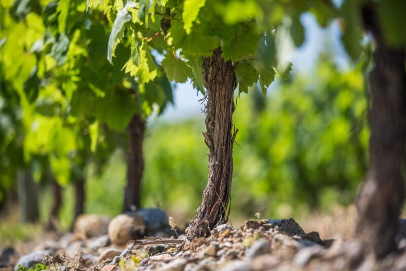 Languedoc: Heritage Tour & Tasting at Domaine de Baronarques - Who Will Enjoy This Tour?