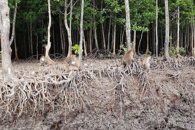 Lanta Old Town and Mangrove Forest Sightseeing Tour - Returning and Reflecting