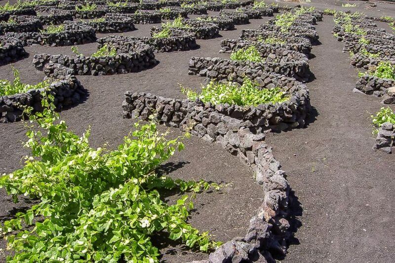 Lanzarote: Timanfaya National Park Volcanic Craters Tour - The Sum Up