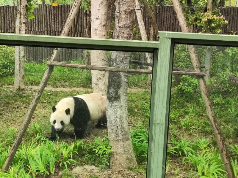 Leshan Grand Buddha Scenic Area and Panda Park Day Tour - The Final Word: Who Should Consider This Tour?