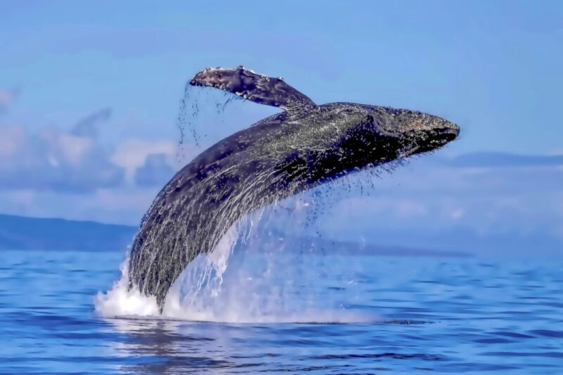 Ma'alaea Harbor: Whale Watching Tour Aboard Power Catamaran - FAQ