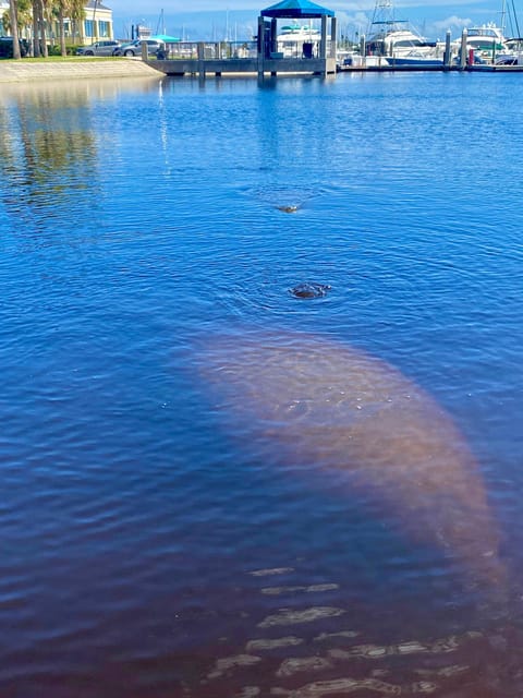 Manatee and Nature Tour of Ormond Beach - Final Thoughts