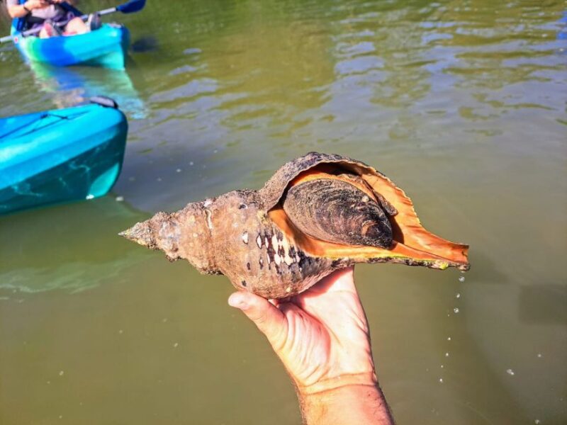 Marco Island: Kayak Mangrove Ecotour in Rookery Bay Reserve - Final Thoughts