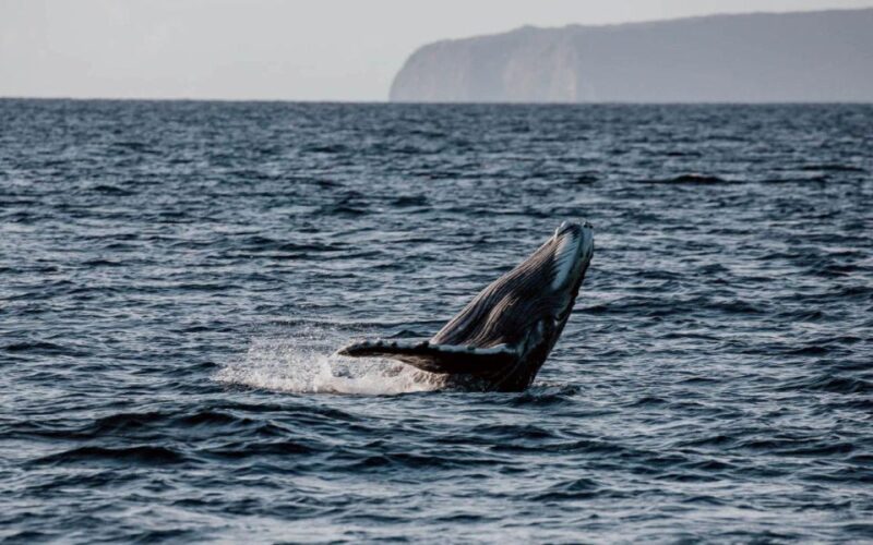 Maui: Alii Nui Whale Watch & Catamaran Sail - Authentic Insights from Reviews