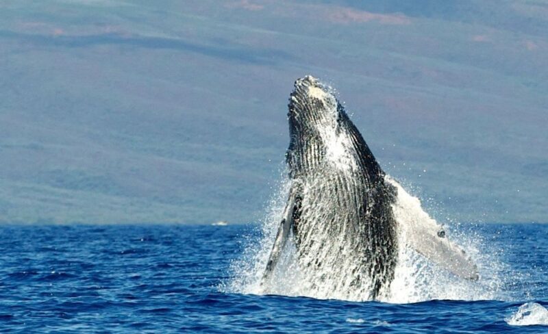 Maui: Guided Whale Watching Tour on Eco Raft - Who is This Tour Best For?