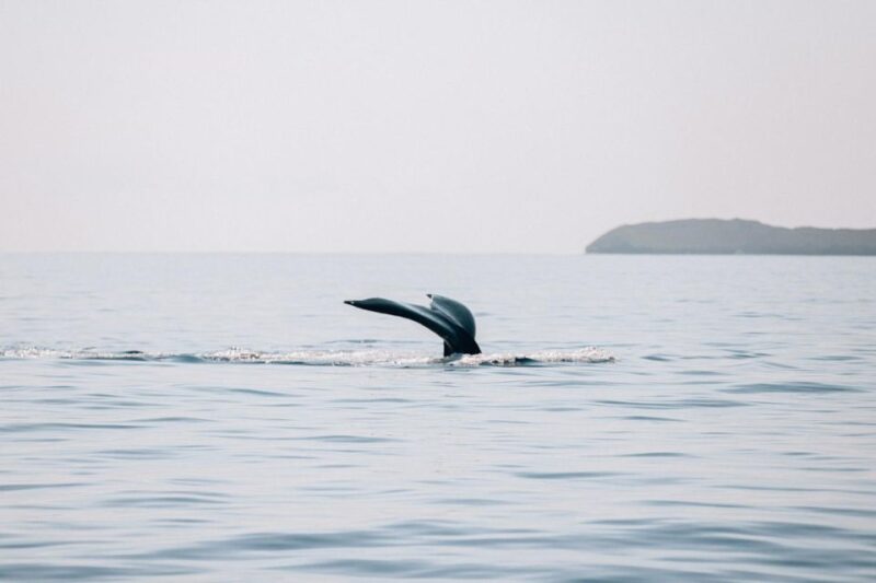 Maui: Midday Sail with the Whales Malaea Harbor - FAQ