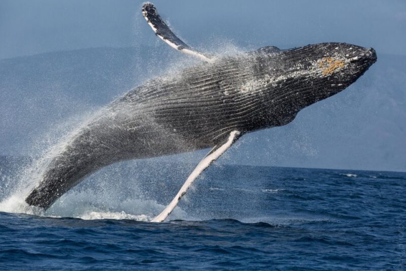Maui: Morning Sail with the Whales Ma'alaea - FAQ