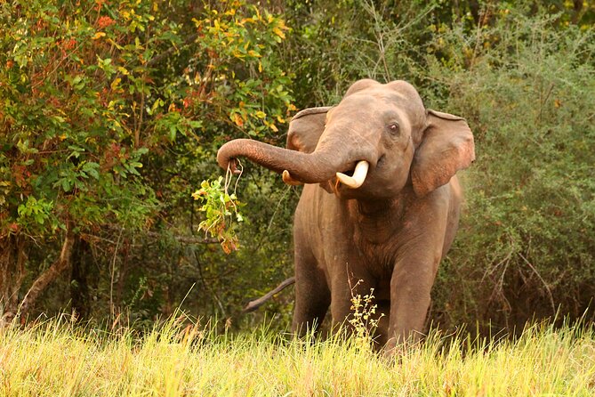 Minneriya National Park Elephant Safari - The Sum Up