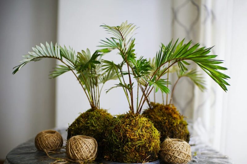 Moss & Floral Frame Making Workshop - FAQ
