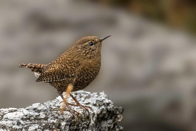 Munsiari Birding tour - FAQ