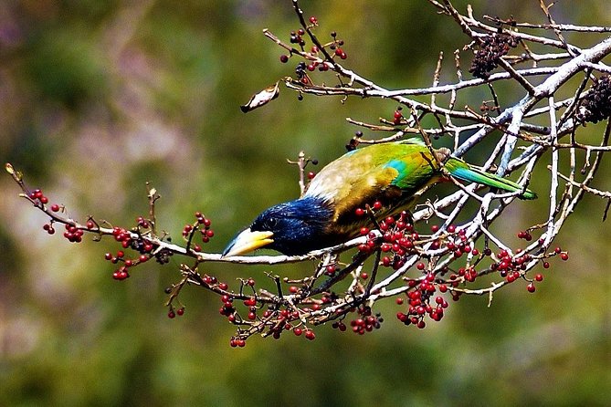 Nepal Birding - The Sum Up: Who Should Consider This Tour?