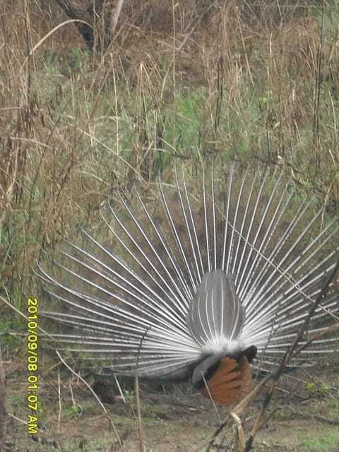 Nepal: Kathmandu and Chitwan National Park Tour - Practical Details and Value