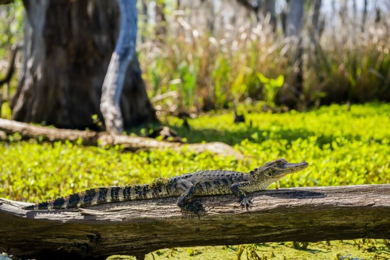 New Orleans: Bayou Swamp Tour and Oak Alley Plantation Tour - FAQs