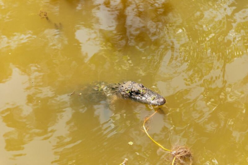 New Orleans: Bayou Tour in Jean Lafitte National Park - Final Thoughts