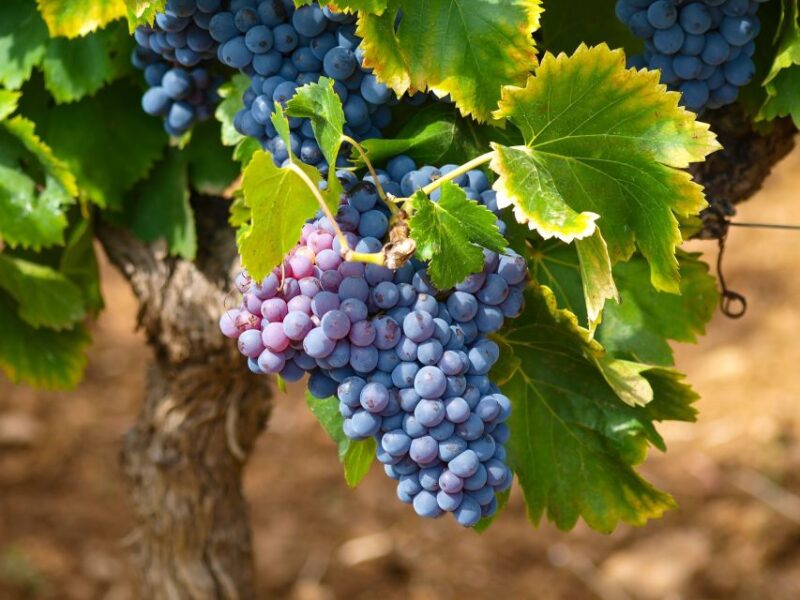 Nice: Half-Day Saint Paul de Vence and Wine Tasting Tour - FAQ