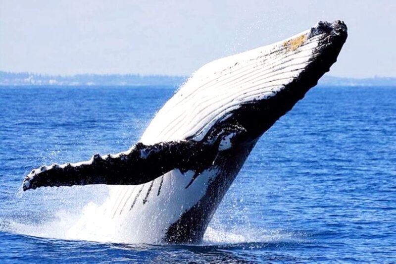 Oahu: Honolulu Whale Watching Cruise - FAQs