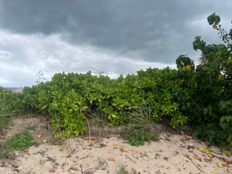 Oahu: Shoreline Restoration Tour w/ Native Plants & Animals - Final Thoughts: Who Should Consider It?