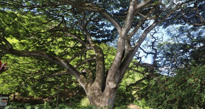 Oahu: Valley of Waimea Falls Swim & Hike with Lunch & Dole - Authentic Experiences and Honest Insights