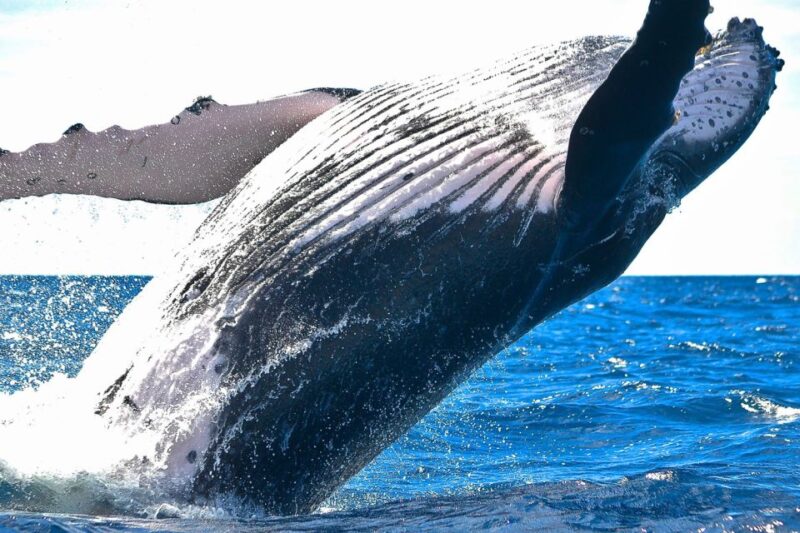 Oahu: Waikiki Eco-Friendly Morning Whale Watching Cruise - FAQ