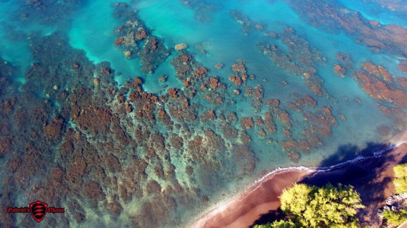 Olowalu: Guided Clear Kayak Tour - Unlimited - The Benefits of Private, Eco-Conscious Tours