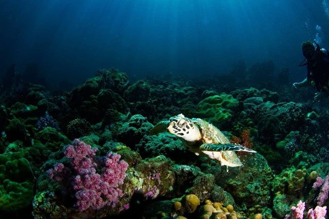 Open Water Diver Course - Pricing and Value