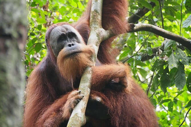 Orang Utan Island and Perak Tong Cave Temple Day Tour from Kuala Lumpur - Real Traveler Feedback