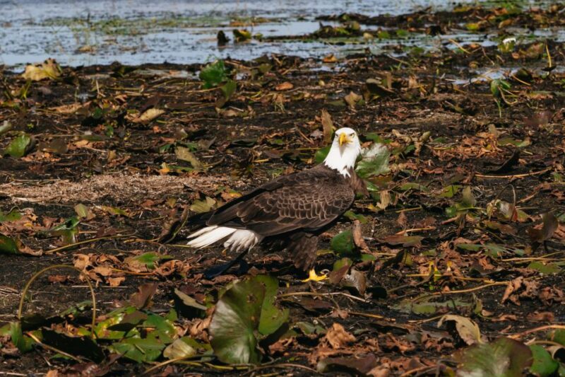Orlando: Florida Everglades Wildlife Airboat Tour - The Itinerary in Detail