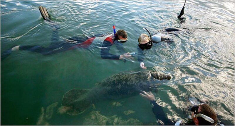 Orlando: Swim with Manatees and Homosassa State Park Visit - The Sum Up