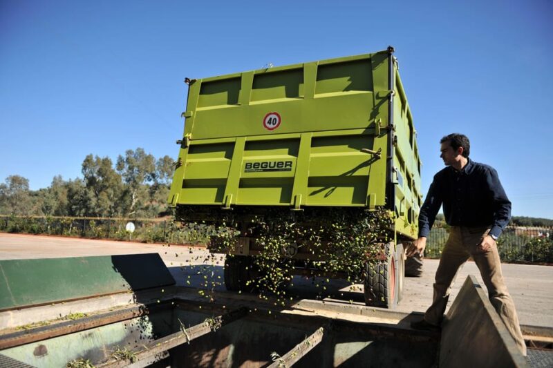"Oro Bailén": Explore the Oil Mill + Tasting - Practicalities: Timing, Accessibility, and Booking