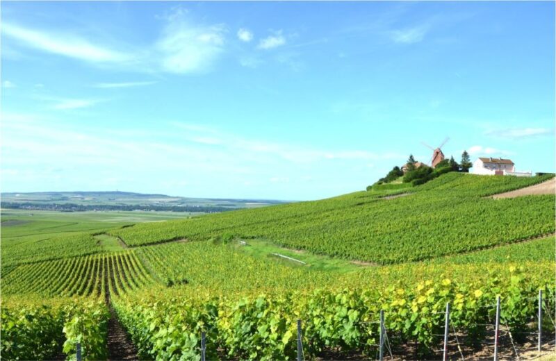 Paris: Private Day Trip to Champagne with 8 Tastings & Lunch - The Sum Up