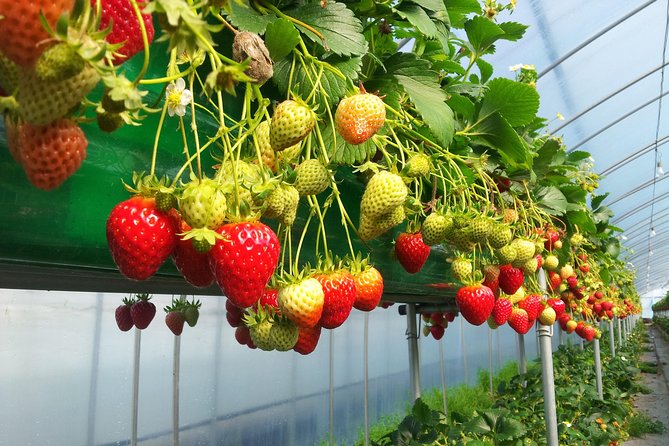 [Perfect Private Tour] Nami island, Petite France and Organic Strawberry Farm - The Sum Up