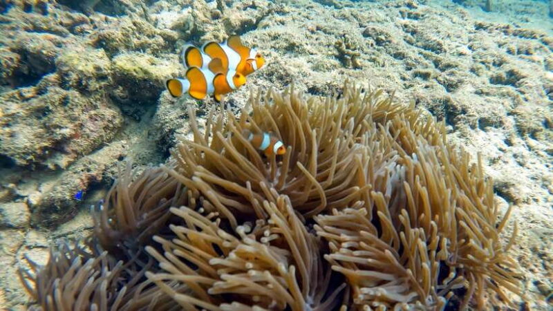 Phuket: Night Dive with Coral Reef from The G Beach Club - Who Should Consider This Tour?