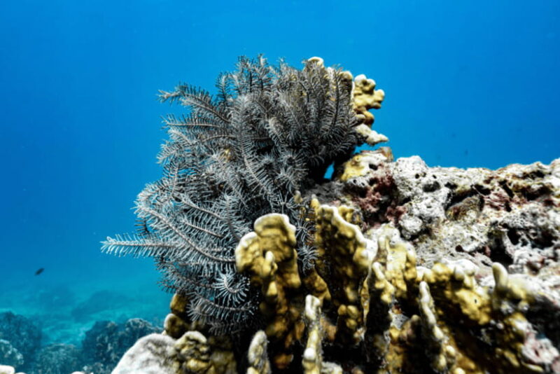 Phuket: Racha and Coral Islands Speedboat Trip with Lunch - Who Will Love This Tour?