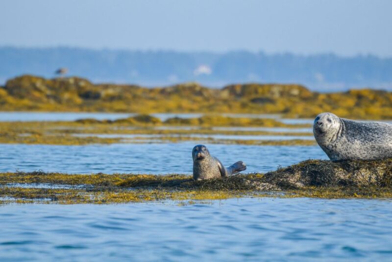 Portland: Schooner Tall Ship Cruise on Casco Bay - The Value and Pricing